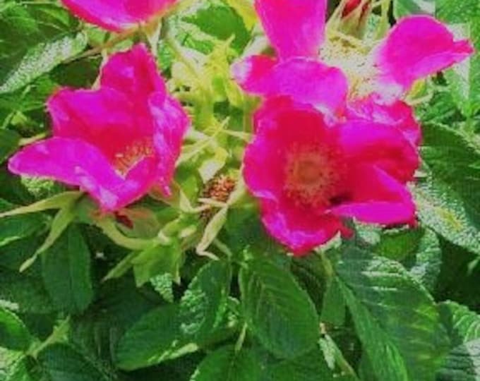 Japanese Rugosa Rose, Rosa Rugosa, Extremely Hardy, Dark Pink Flowers ...
