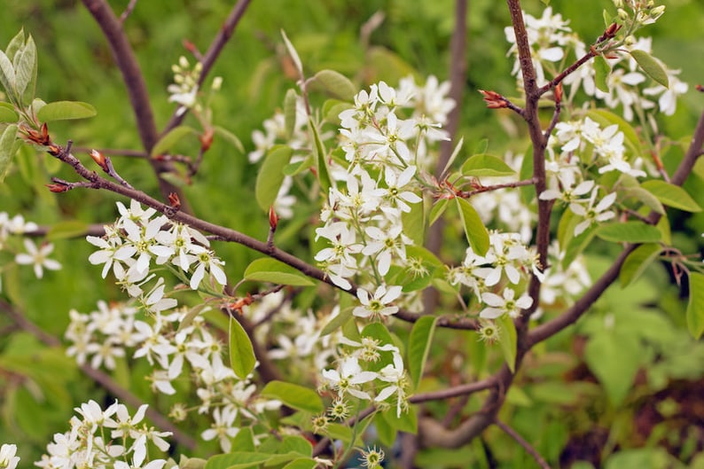 Shadblow Serviceberry Bush, Amelanchier Canadensis, Juneberry, White ...
