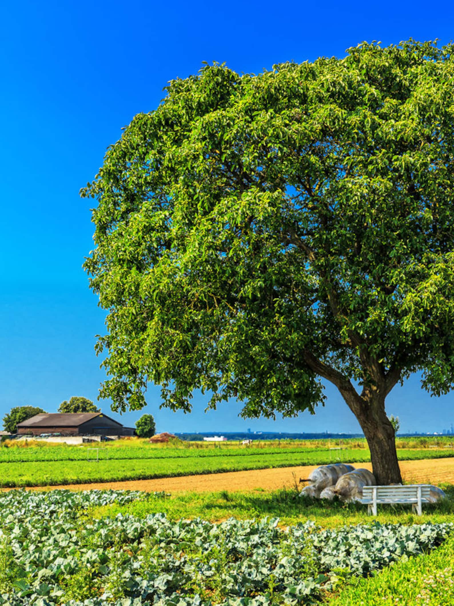 Butternut, Juglans Cinerea, White Walnut, Nut Tree, Shade Tree, Cold ...