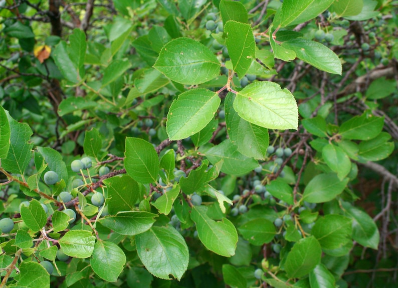 Beach Plum, Prunus Maritima, Sandy Soil, Edible Fruit, Wildlife, Spring ...