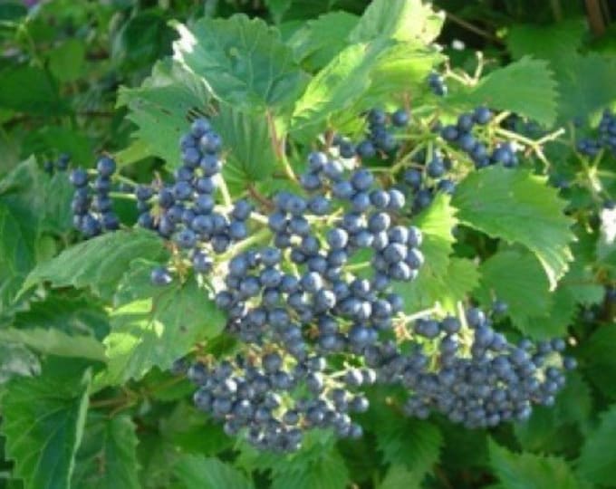Arrowwood Viburnum Bush, Viburnum Dentatum, Edible Fruit, White Flowers ...