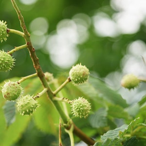 Chinese Chestnut Tree (2 Pack), Castanea Mollissima, Blight Resistant ...