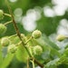 Chinese Chestnut Tree (2 Pack), Castanea Mollissima, Blight Resistant ...