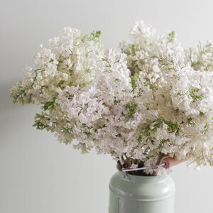 Late Lilac Bush, Syringa Villosa, Light Rosy-lilac to White Flowers ...