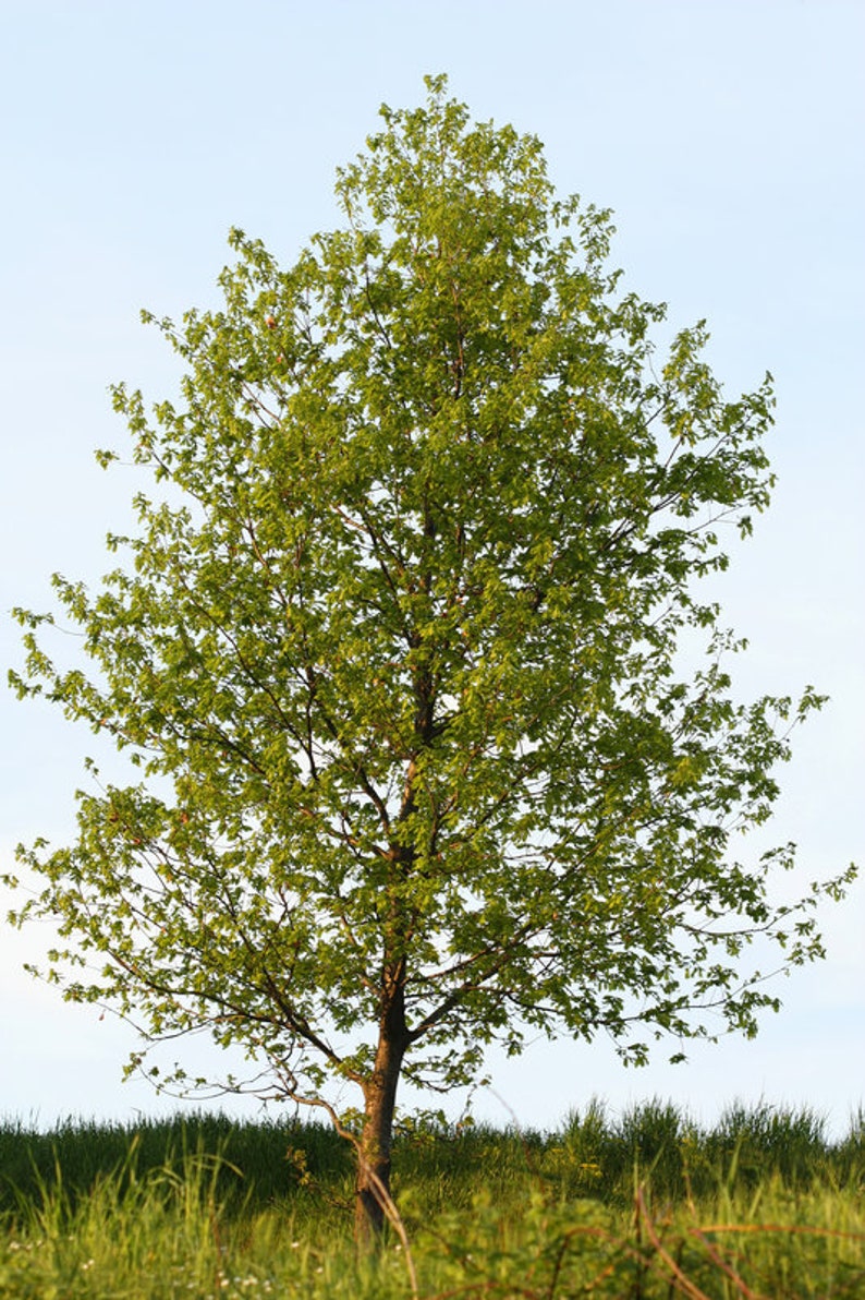 Hybrid Poplar Tree, Fast Growing, Shade Tree, Aka Seedless Cottonwood ...
