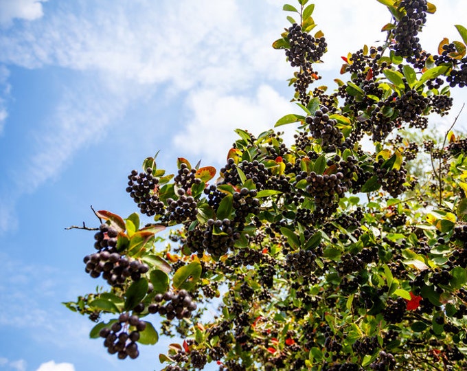 Black Chokeberry Tree, Aronia Melanocarpaa, Full Sun or Part Shade ...