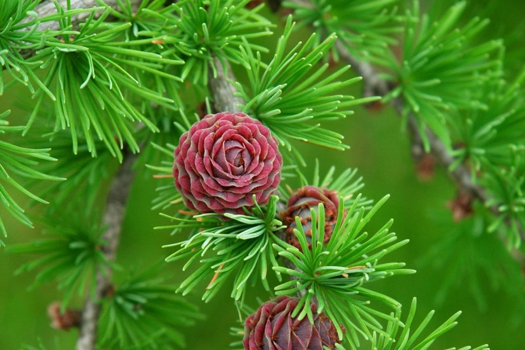 American Larch Tree, Larix Laricina, Tamarack, Eastern Larch, Fast ...