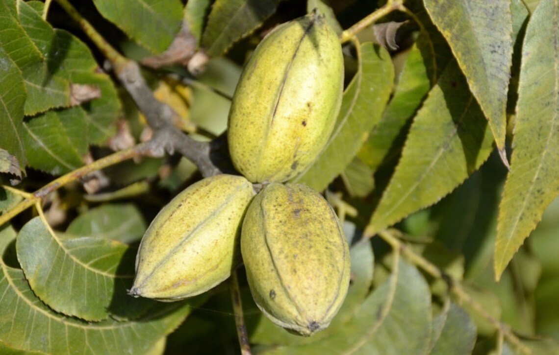 Hardy Pecan 2-pack, Carya Illinoinensis, Hardy Tree, Edible Nuts ...
