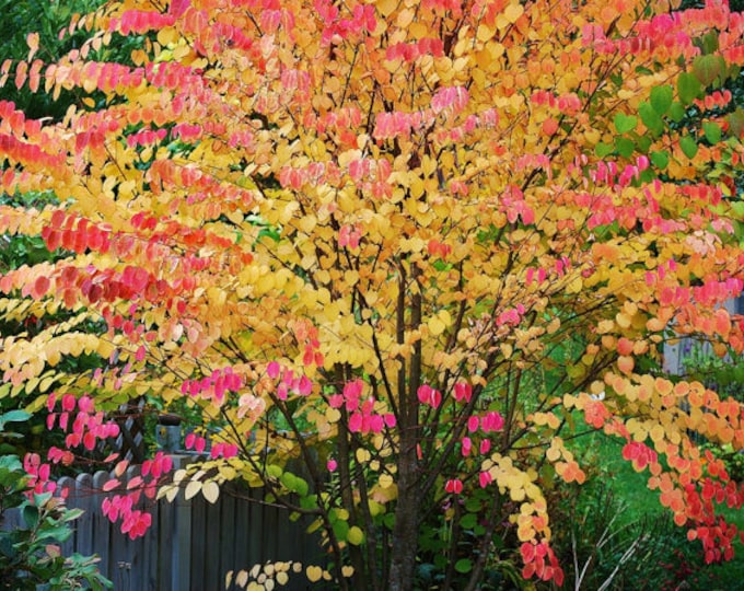 Littleleaf Linden Tree Tilia Cordata Shade Tree Pyramidal - Etsy