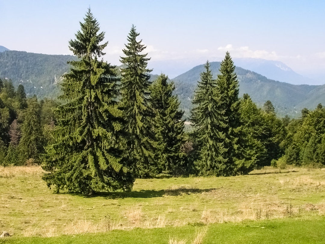 Norway Spruce Tree, Evergreen, Pyramidal Form, Dark Green Needles ...