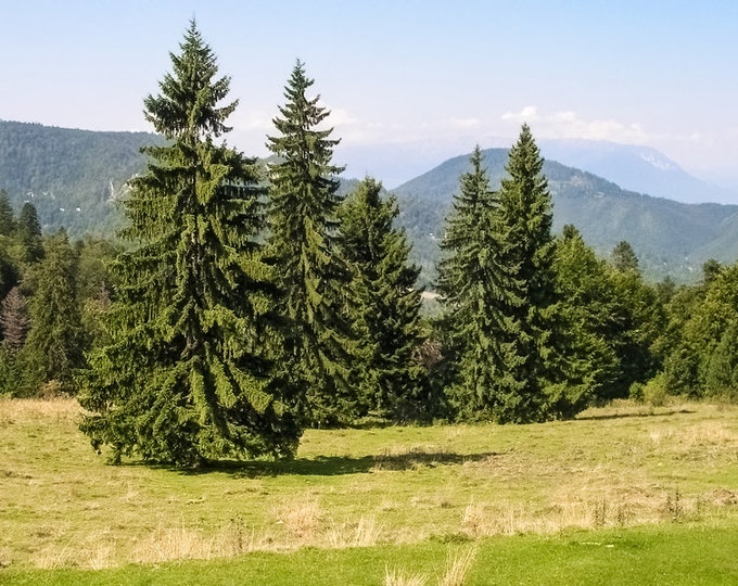 Norway Spruce Tree, Evergreen, Pyramidal Form, Dark Green Needles ...