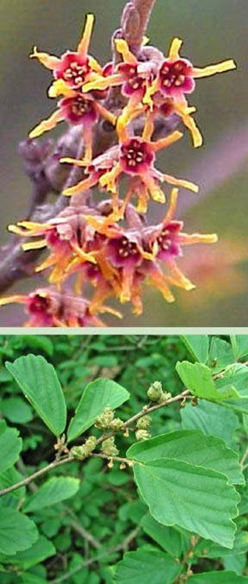 Witch Hazel Shrub, Small Tree, Fall / Autumn Color, Yellow, Fragrant ...
