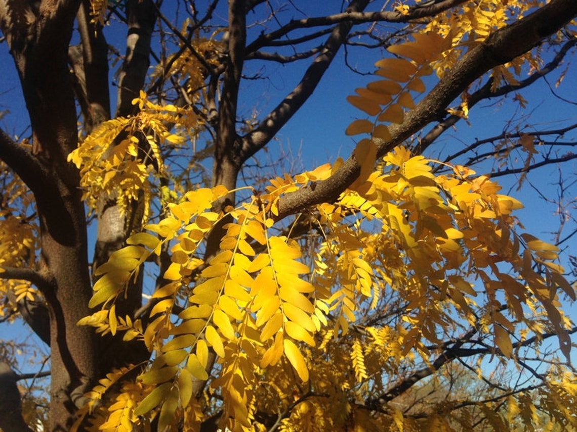 Thornless Honey Locust Tree, Gleditsia Triacanthos 'inermis', Fast ...