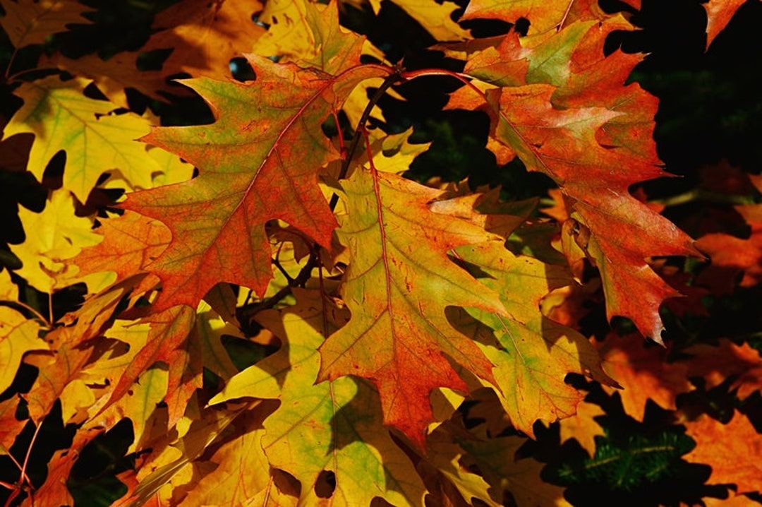 Northern Red Oak Tree, Quercus Rubra, Fall Color, Fast Growing, Shade ...