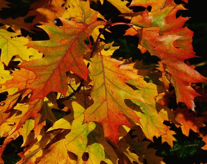 Northern Red Oak Tree, Quercus Rubra, Fall Color, Fast Growing, Shade ...