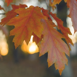 Northern Red Oak Tree, Quercus Rubra, Fall Color, Fast Growing, Shade ...