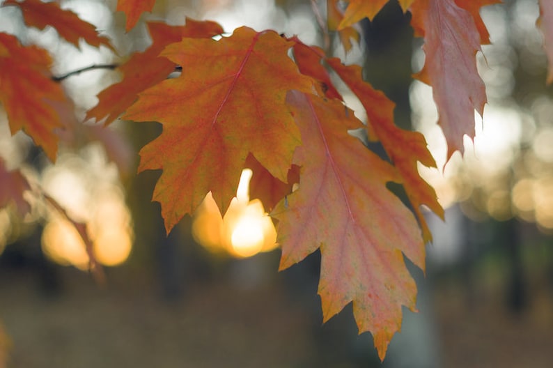 Northern Red Oak Tree, Quercus Rubra, Fall Color, Fast Growing, Shade ...