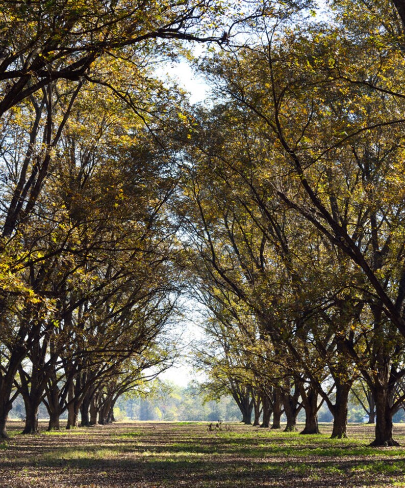Hardy Pecan 2-pack, Carya Illinoinensis, Hardy Tree, Edible Nuts ...