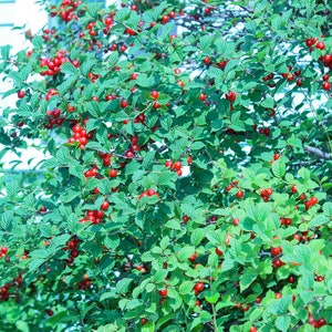 Bush Cherry (2 Pack), Prunus Beseyi, Hansen's Bush Pie Cherry Tree ...