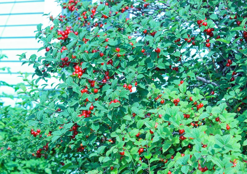 Bush Cherry (2 Pack), Prunus Beseyi, Hansen's Bush Pie Cherry Tree ...