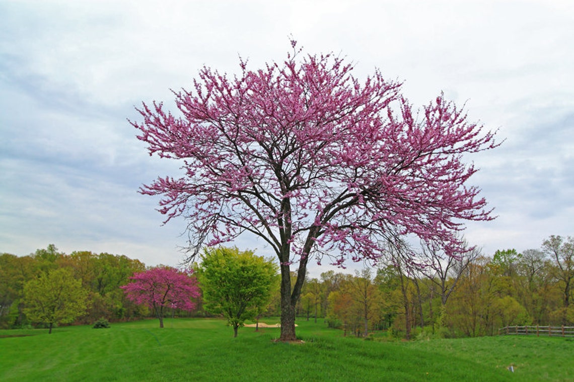 Eastern Redbud Tree, Cercis Canadensis, Rosy Pink Flowers, Reddish ...