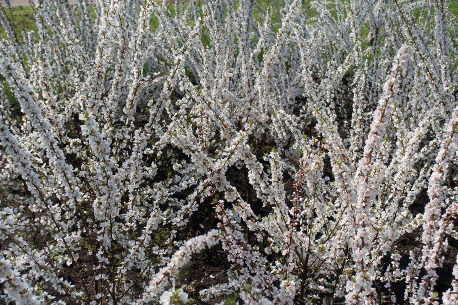 Bush Cherry (2 Pack), Prunus Beseyi, Hansen's Bush Pie Cherry Tree ...
