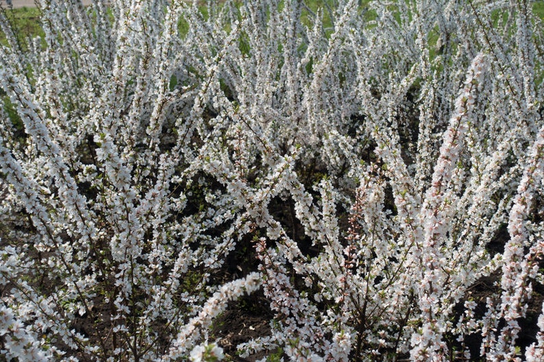 Bush Cherry (2 Pack), Prunus Beseyi, Hansen's Bush Pie Cherry Tree ...