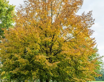 Littleleaf Linden Tree PACK OF 2 TREES, Tilia Cordata, Shade Tree ...