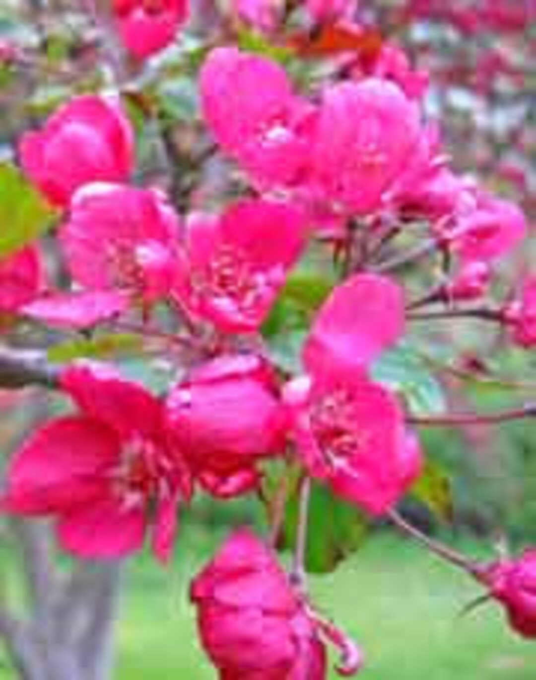 Prairie Crabapple Tree, Malus Ioensis, Pink to Red Flowers, Attracts ...