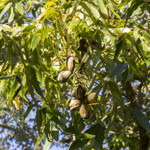 Hardy Pecan 2-pack, Carya Illinoinensis, Hardy Tree, Edible Nuts ...