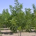 Hardy Pecan 2-pack, Carya Illinoinensis, Hardy Tree, Edible Nuts ...