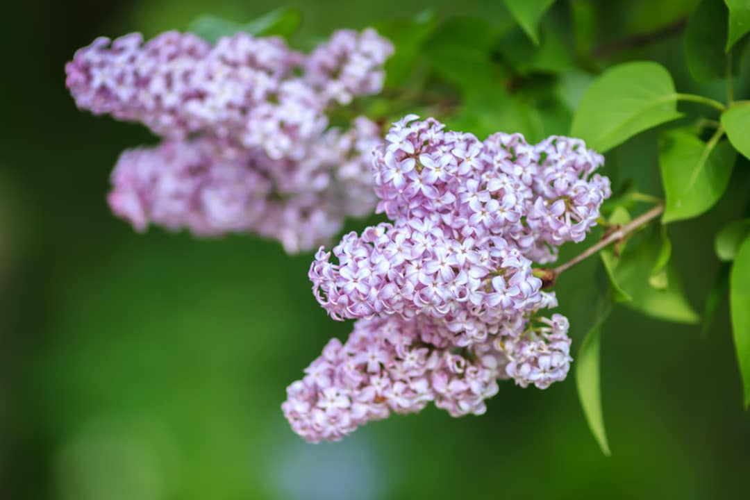 Late Lilac Bush, Syringa Villosa, Light Rosy-lilac to White Flowers ...