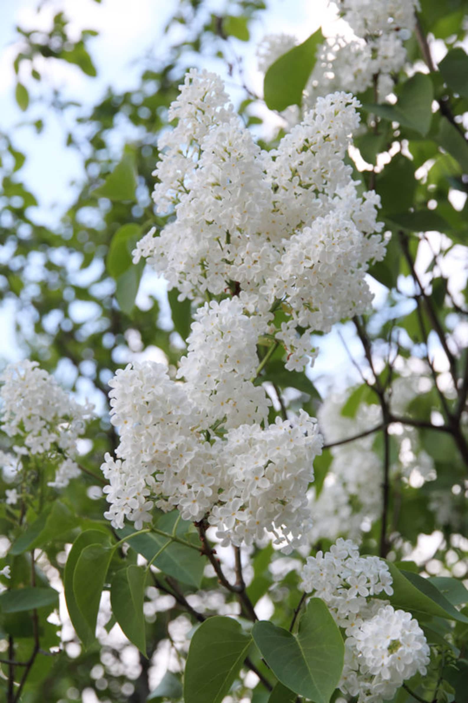 Late Lilac Bush Syringa Villosa Light Rosy-lilac to White | Etsy