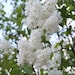Late Lilac Bush, Syringa Villosa, Light Rosy-lilac to White Flowers ...
