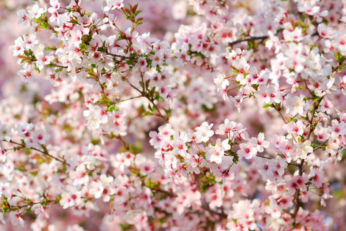 Bush Cherry (2 Pack), Prunus Beseyi, Hansen's Bush Pie Cherry Tree ...