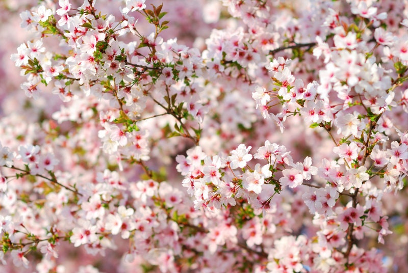 Bush Cherry (2 Pack), Prunus Beseyi, Hansen's Bush Pie Cherry Tree ...