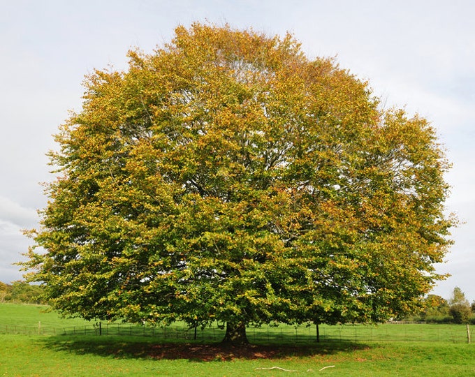 American Beech Tree, Fagus Grandifolia, Hardy and Long Lived, Fall ...