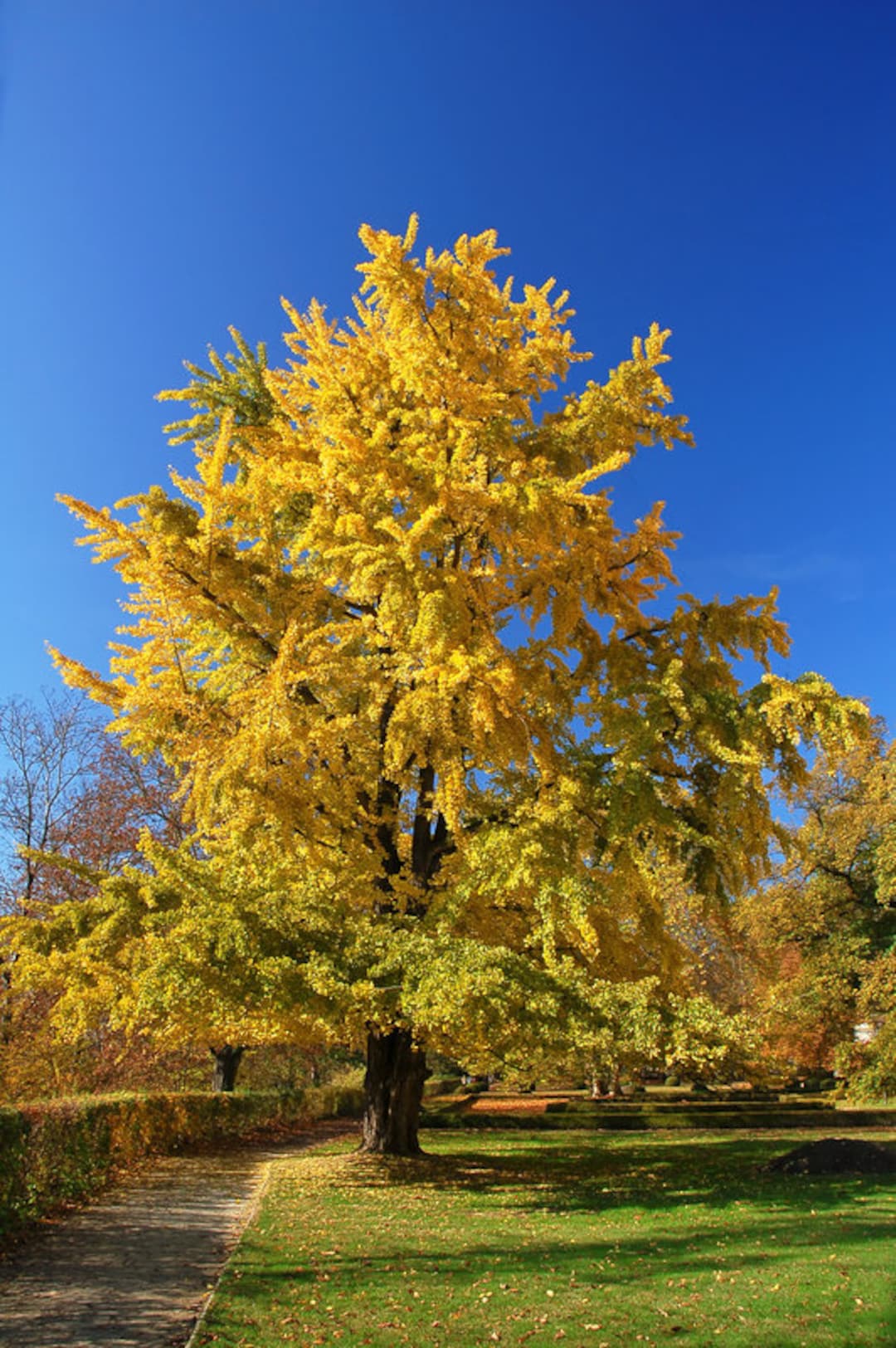 Ginkgo Tree, Fossil Tree, Ancient Tree, Tree of Life, Disease Resistant ...
