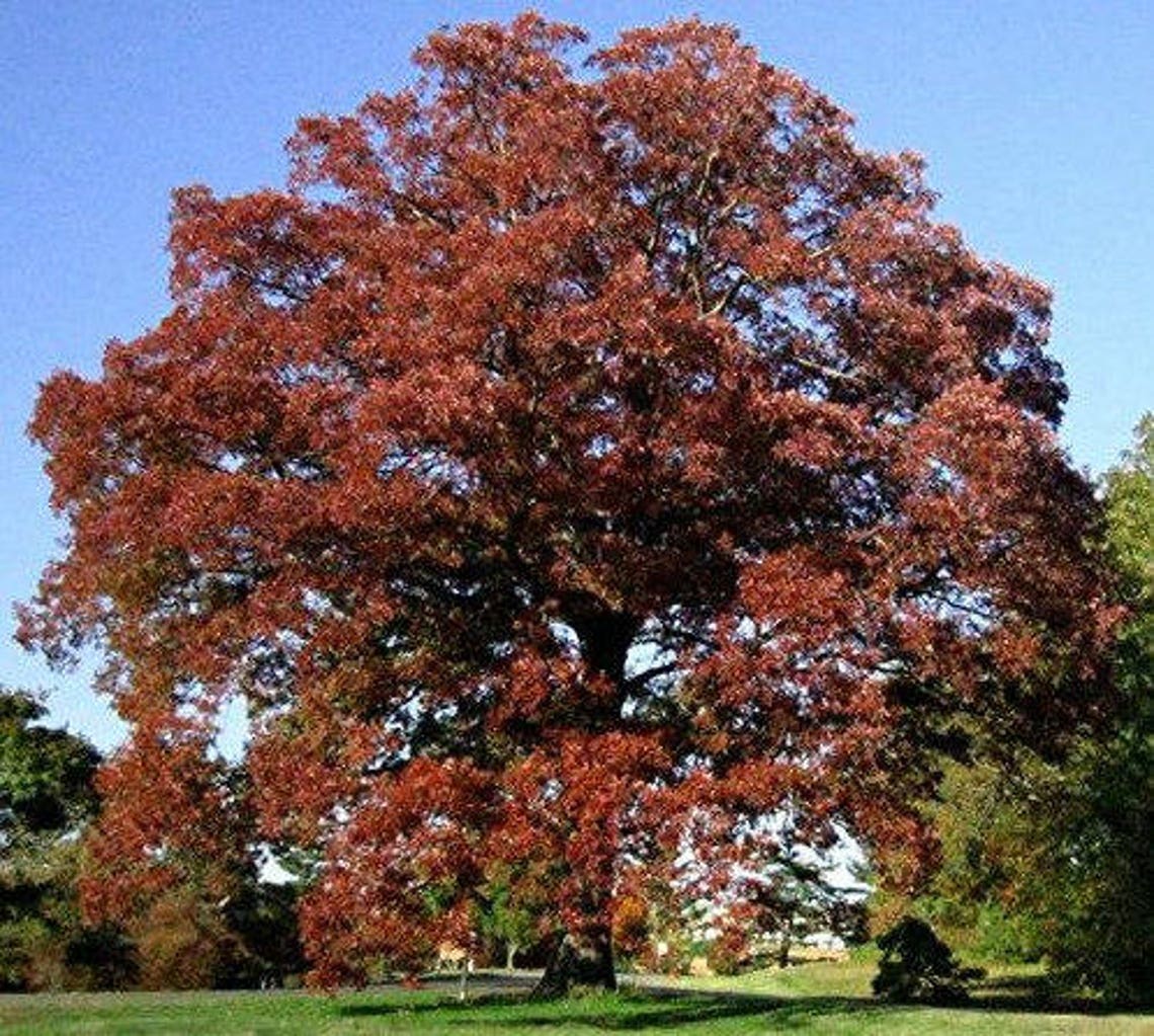Swamp White Oak Tree Quercus Bicolor Tall Tree Fast | Etsy
