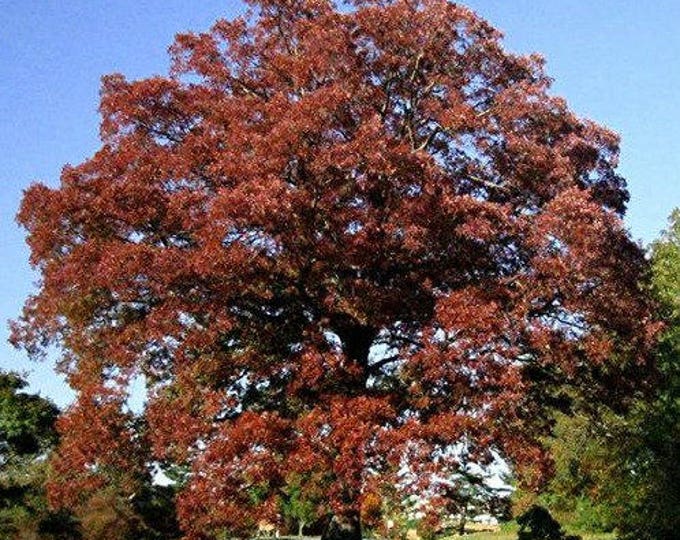 Swamp White Oak Tree, Quercus Bicolor, Tall Tree, Fast Growing, Large ...