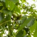 White Walnut, Juglans Cinerea, Butternut, Nut Tree, Shade Tree, Cold ...