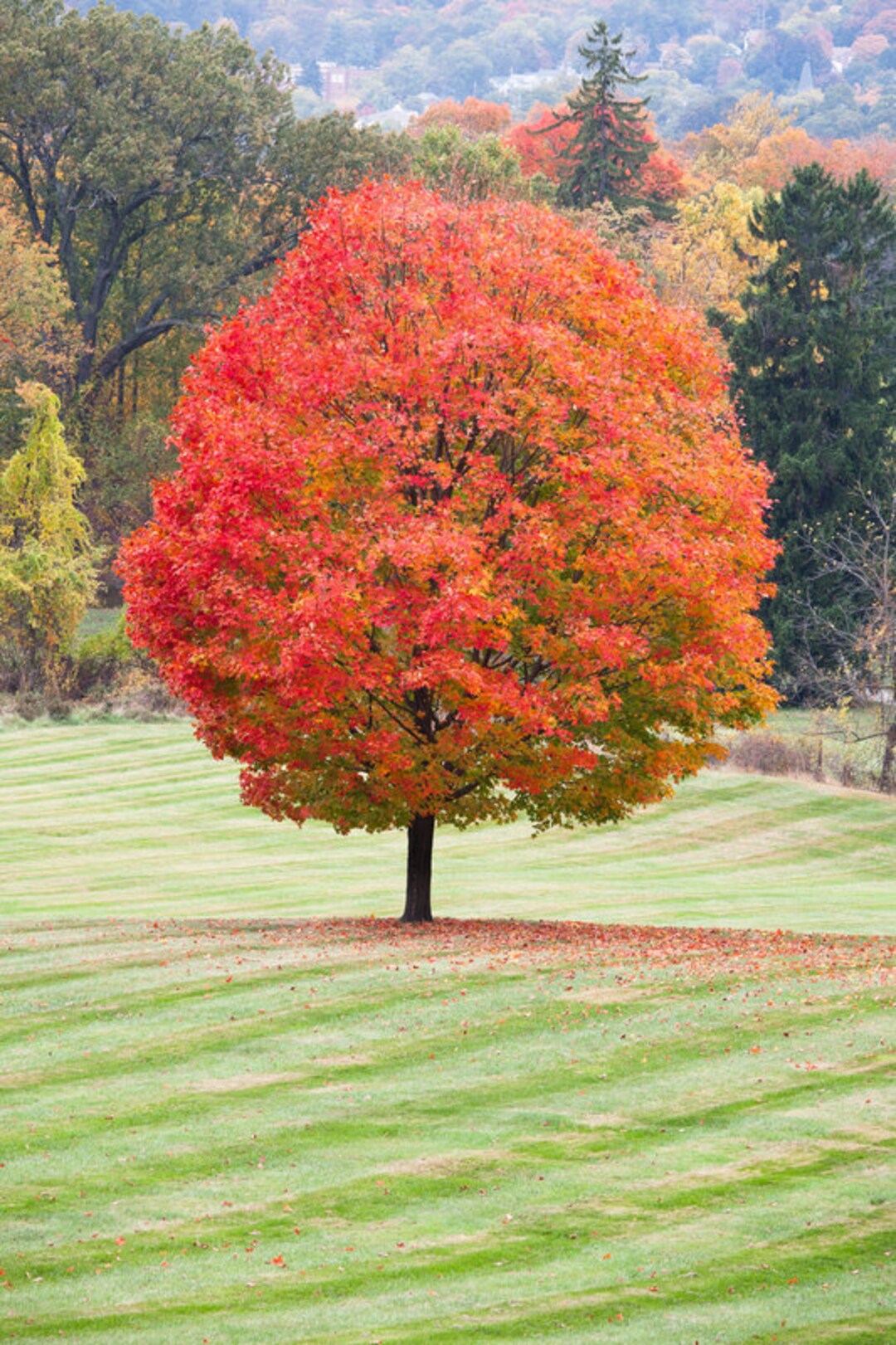 Sugar Maple Tree, Maple Syrup, Shade Tree, Long Life, Autumn Color ...