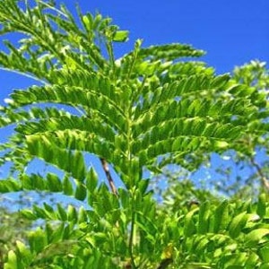 Thornless Honey Locust Tree, Gleditsia Triacanthos 'inermis', Fast ...