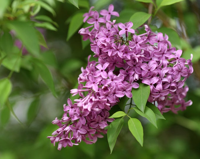 Old Fashioned Lilac Bush, Spring Flowers, Hardy Shrub, Nostalgic ...