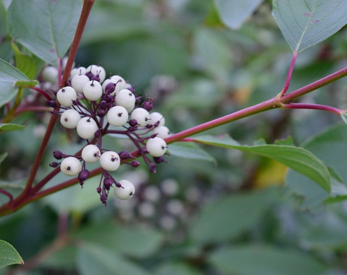 Red Osier Dogwood Shrub, Cornus Sericea, Flowering Shrub, Fall Color ...