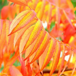 Staghorn Sumac Tree, Rhus Typhina, Velvet Sumac, Hairy Sumac, Poor Soil ...