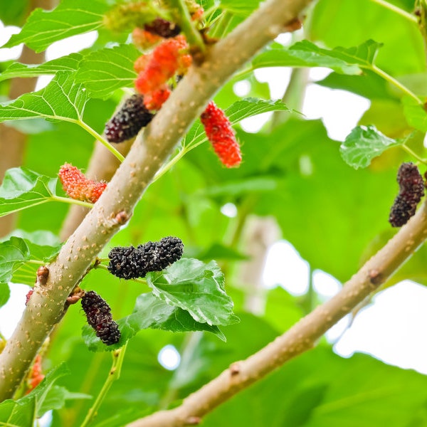 Mulberry Tree - Etsy