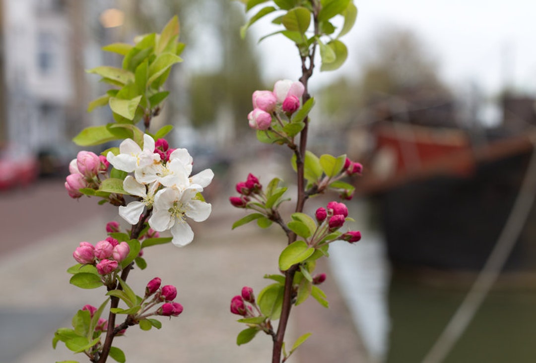 Bush Cherry (2 Pack), Prunus Beseyi, Hansen's Bush Pie Cherry Tree ...