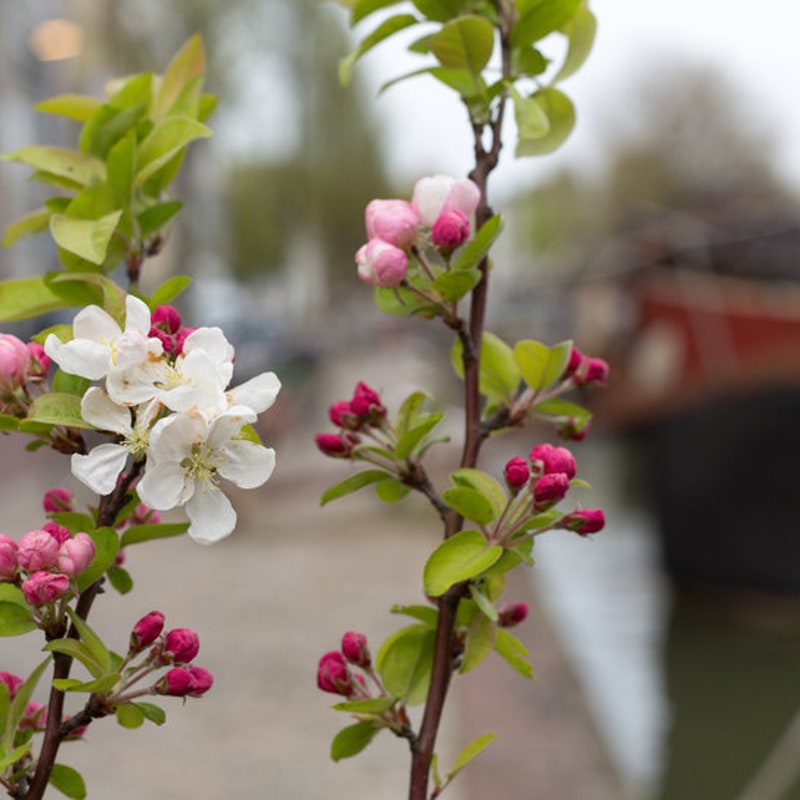 Pie Cherry Trees - Etsy