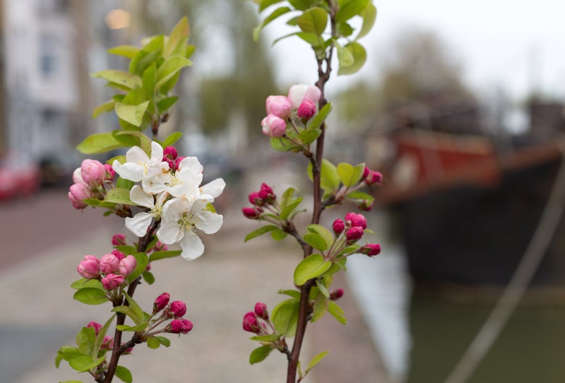Bush Cherry (2 Pack), Prunus Beseyi, Hansen's Bush Pie Cherry Tree ...